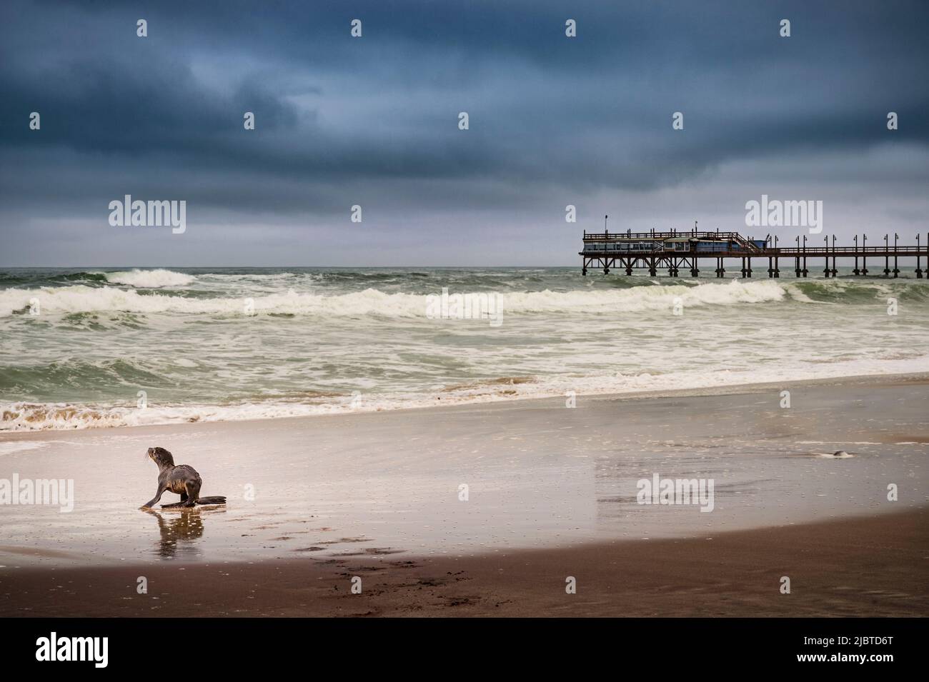 Namibia, Skeleton Coast, Erongo region, Swakopmund, Southern Fur Seal ...