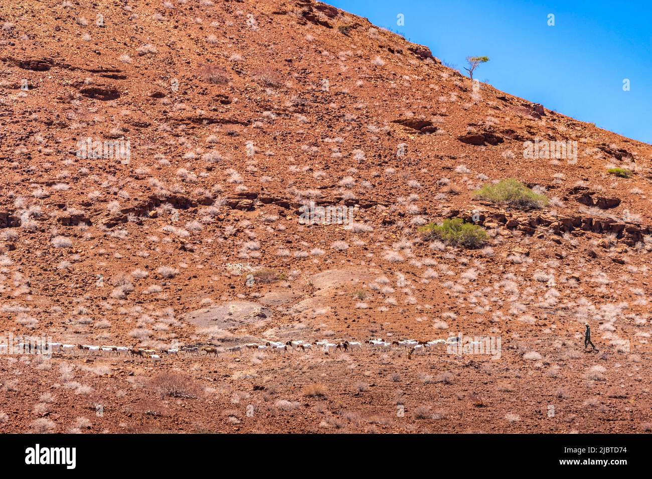 Namibia, Kunene region, Damaraland, Bergsig, shepherd leading his herd ...