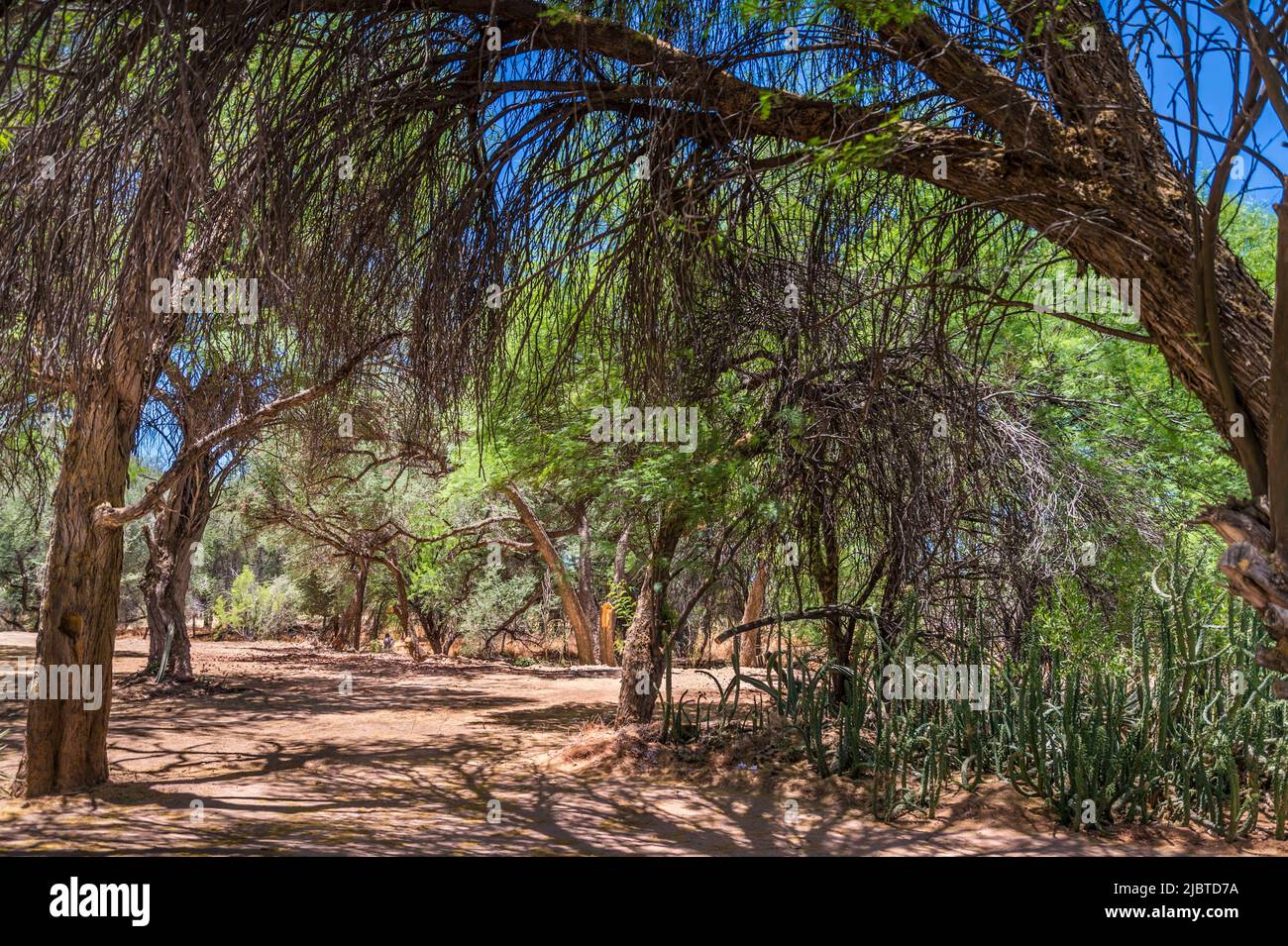 Namibia, Erongo region, Omaruru, rest in the shade of the bush Stock ...