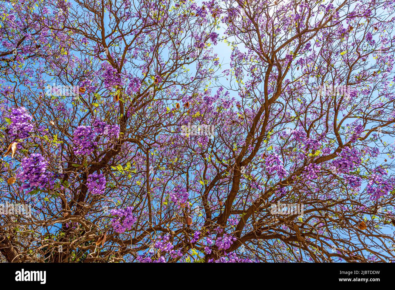 Namibia, Otjozondjupa region, Otjiwarongo, Blue Flamboyant (Jacaranda ...