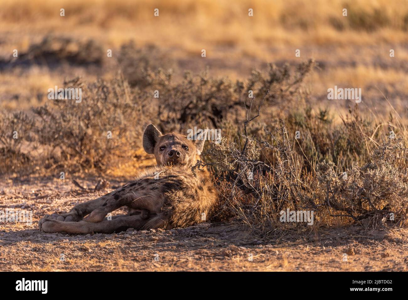Namibia, Kunene region, Etosha National Park, Spotted Hyena (Crocuta ...
