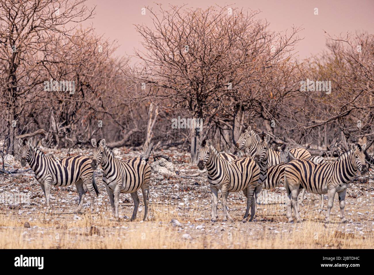 Namibia, Kunene region, Etosha National Park, Rietfontein Waterhole ...