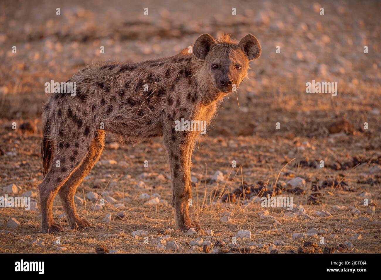 Namibia, Kunene region, Etosha National Park, Nebrowni Pumped Waterhole ...
