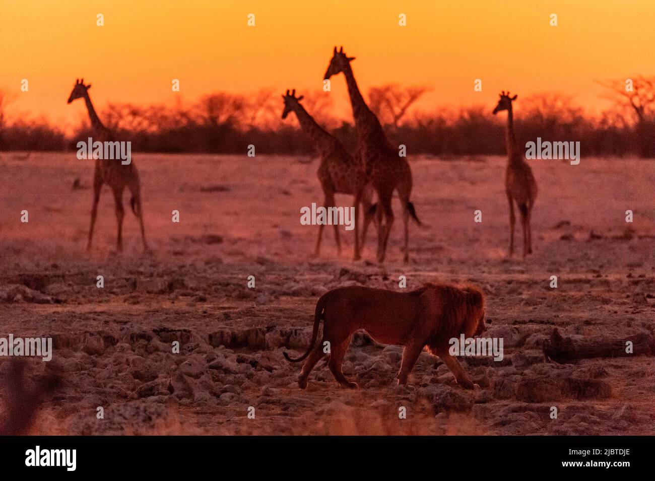 Namibia, Kunene region, Etosha National Park, Okaukuejo Camp, Lion ...