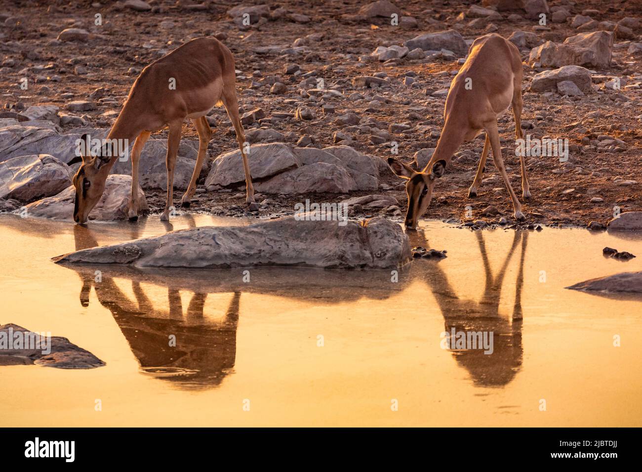 Namibia, Kunene region, Etosha National Park, Halali Camp, female Black ...