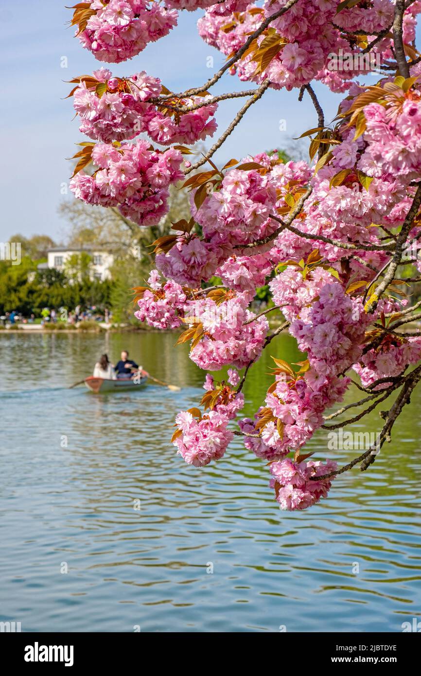 France, Paris, Bois de Vincennes, the Lac Daumesnil and a cherry ...
