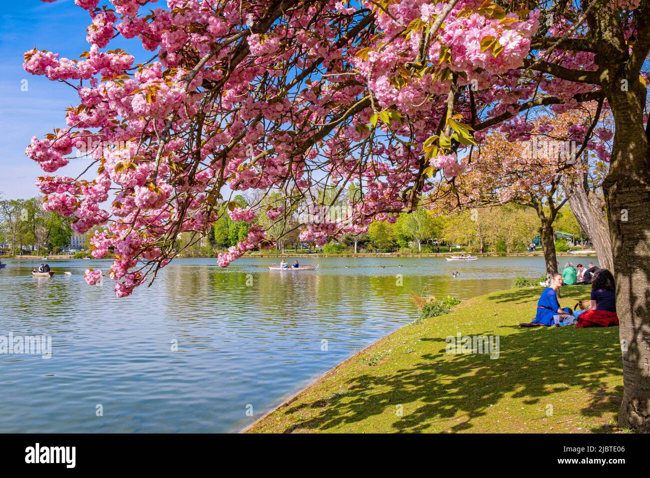 France, Paris, Bois de Vincennes, the Lac Daumesnil and a cherry ...