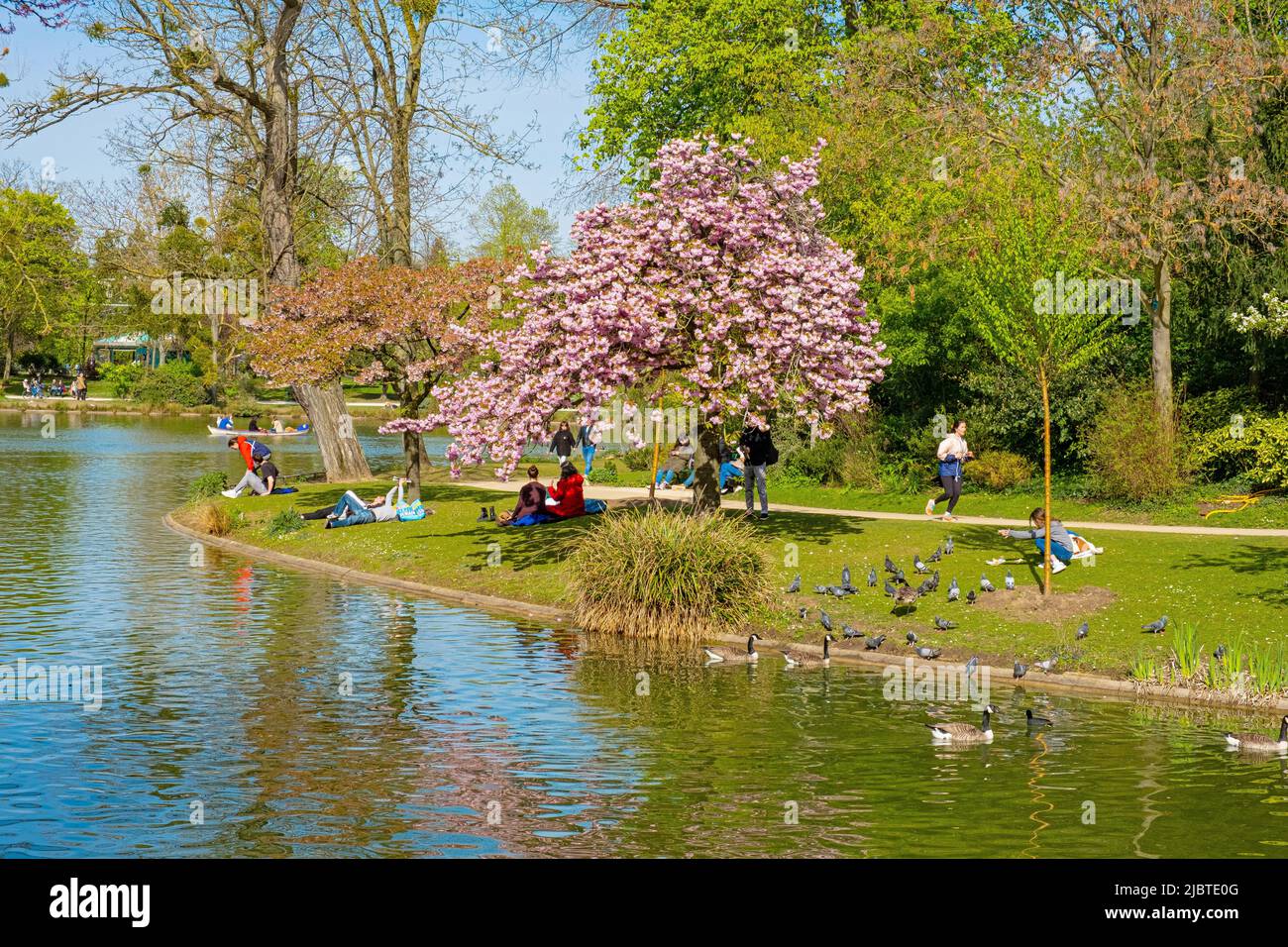 France, Paris, Bois de Vincennes, the Lac Daumesnil and a cherry ...