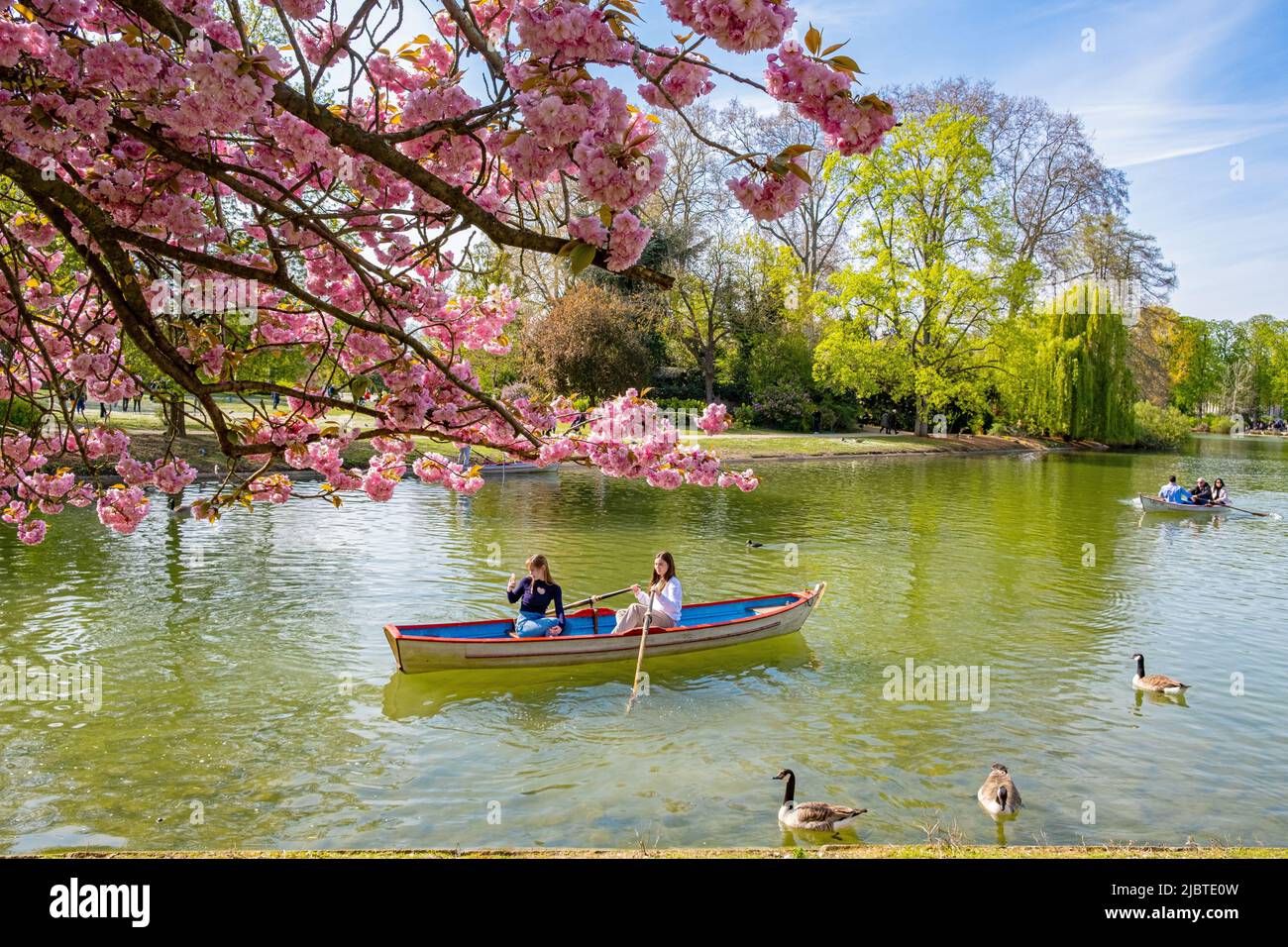 France, Paris, Bois de Vincennes, the Lac Daumesnil and a cherry ...