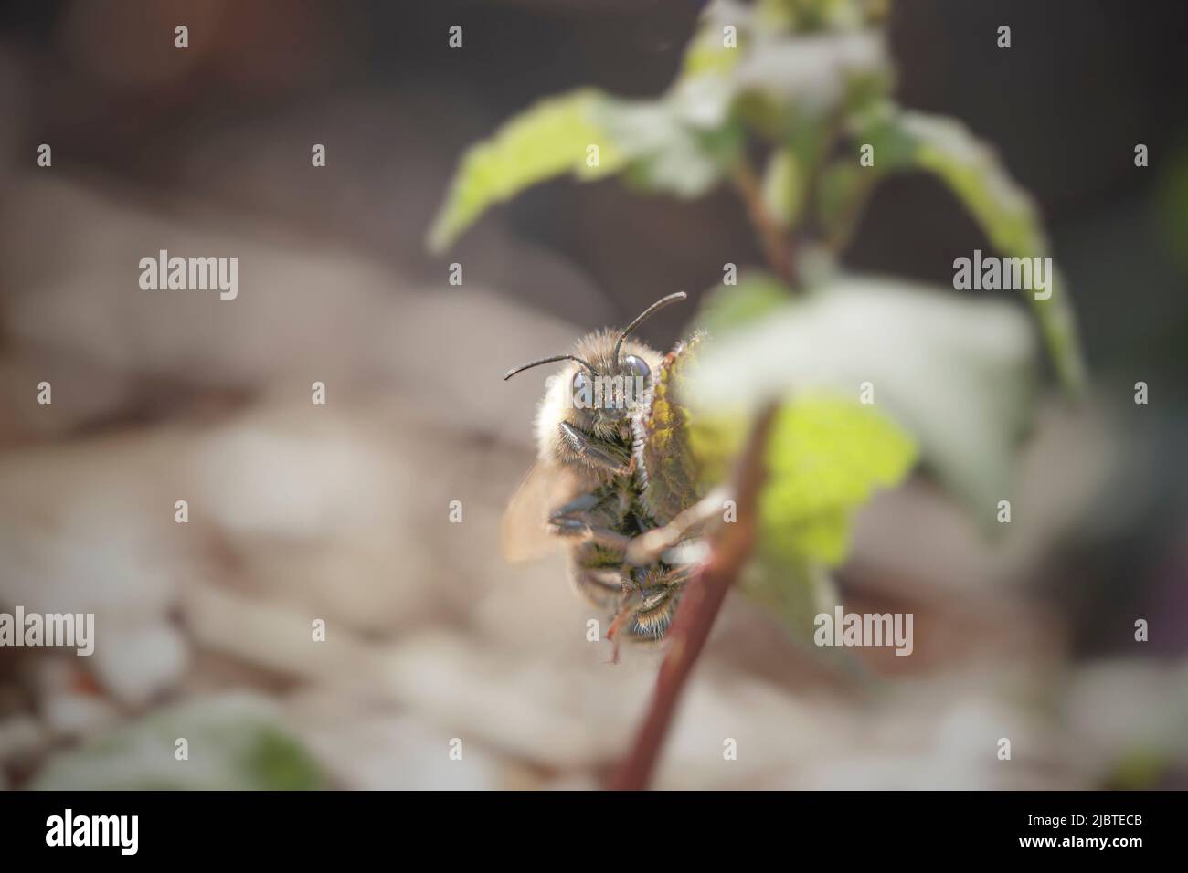 Portuguese insects hi-res stock photography and images - Alamy