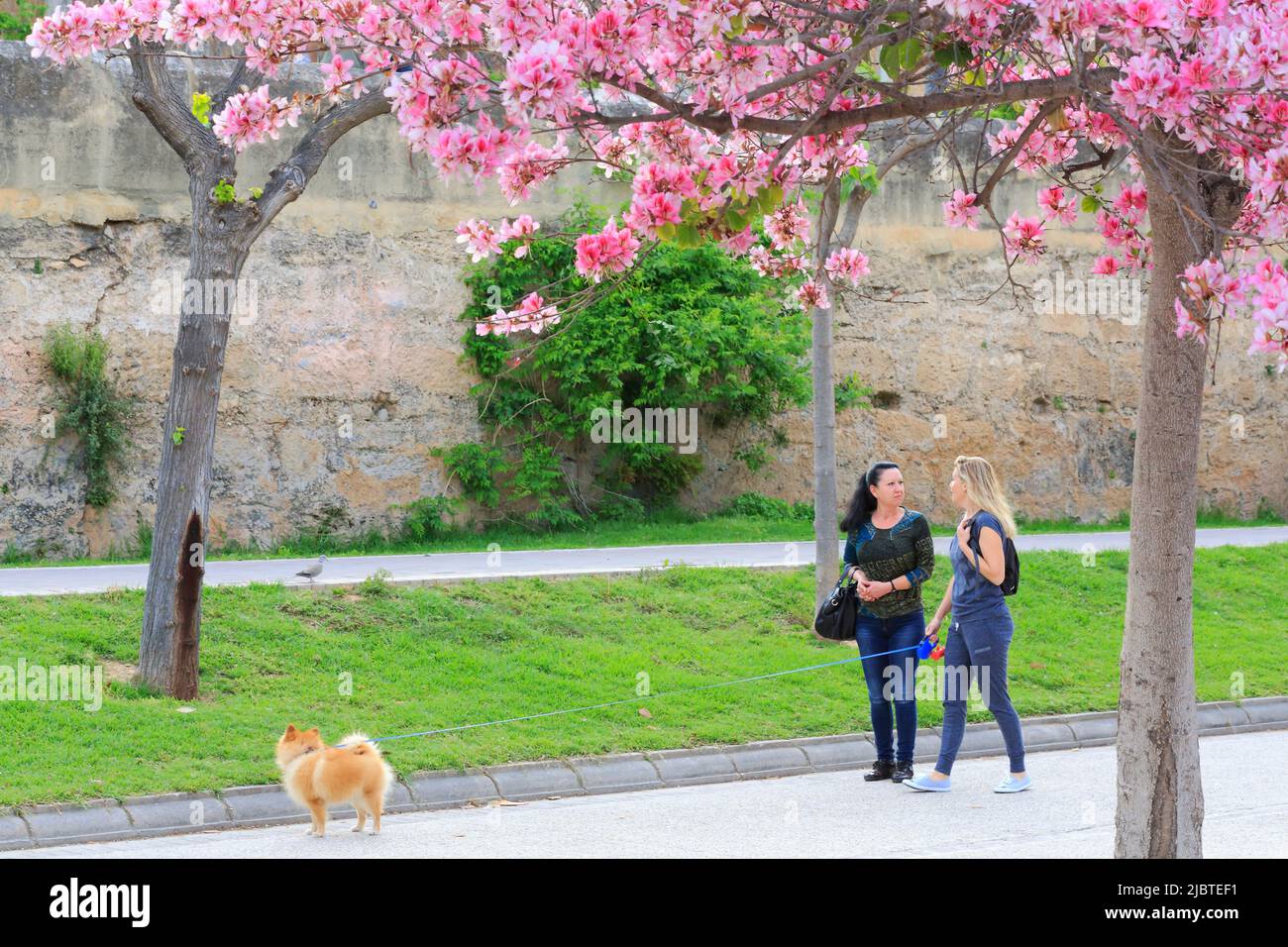 Turia gardens hi-res stock photography and images - Alamy
