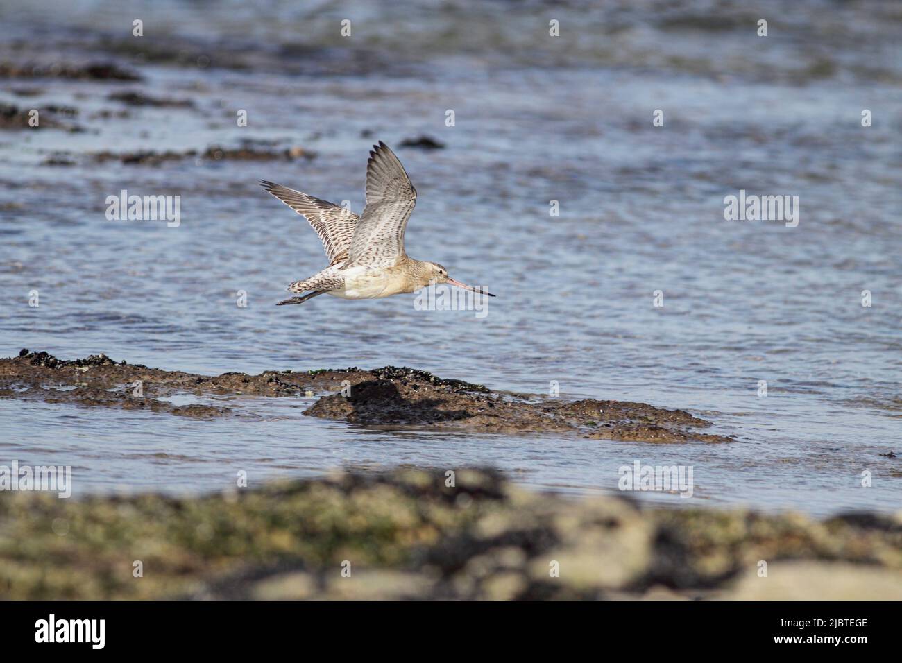 Sandpiper in flight. Northern portuguese coast Stock Photo - Alamy