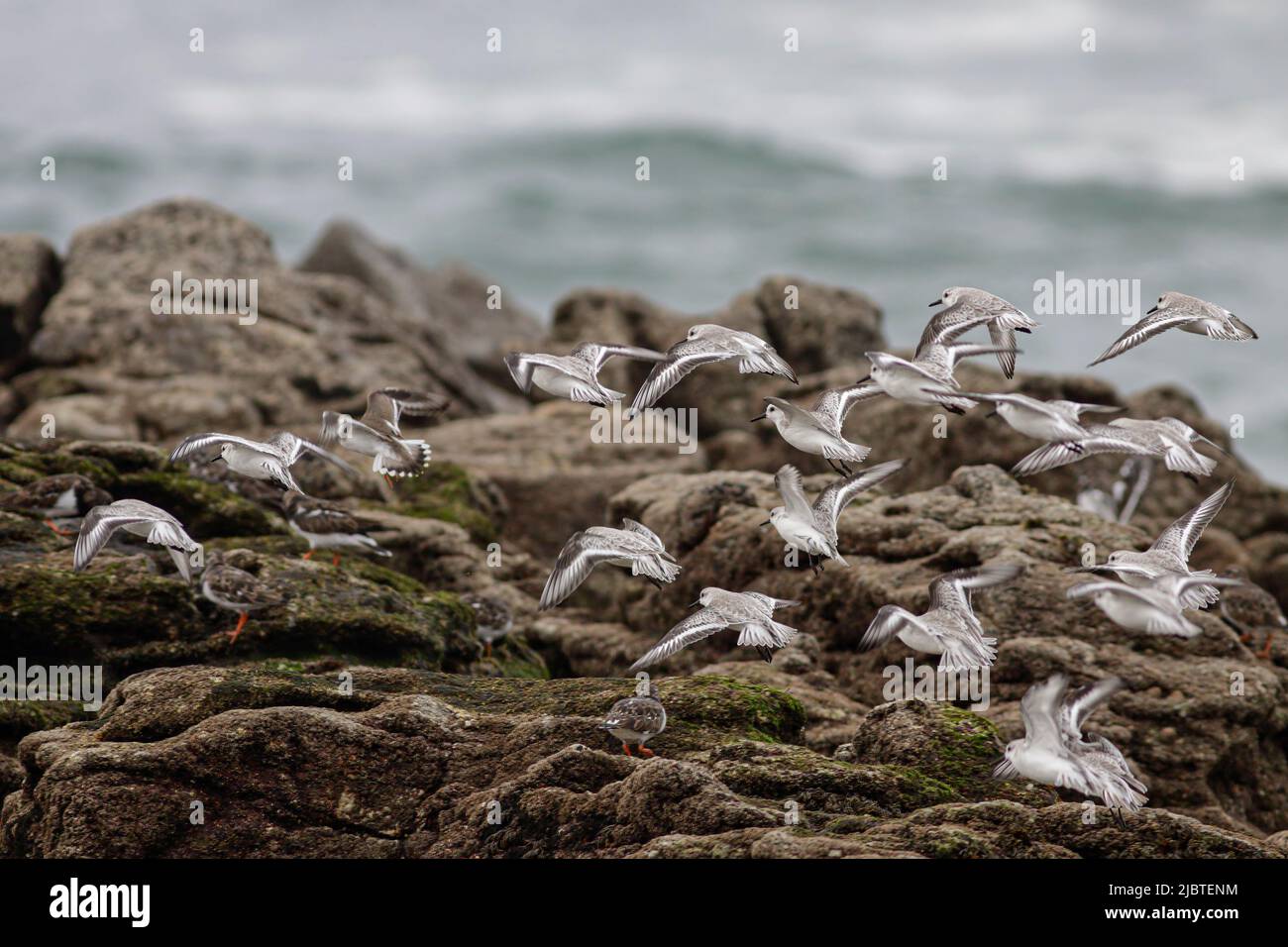 Sanderlings in flight over a northern portuguese beach Stock Photo - Alamy
