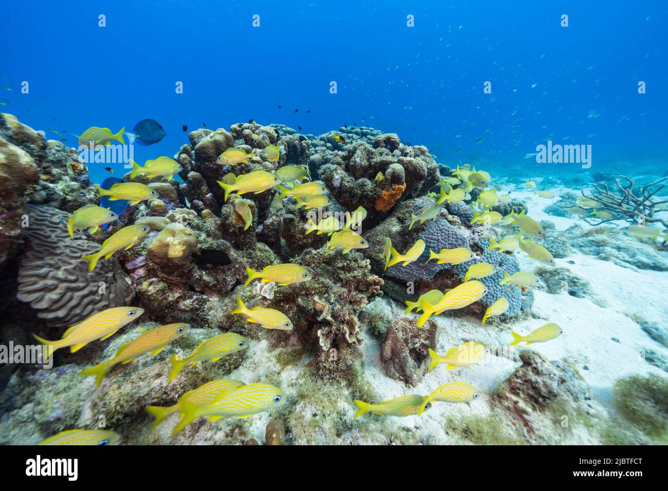 Seascape with School of Grunt fish, coral, and sponge in the coral reef ...