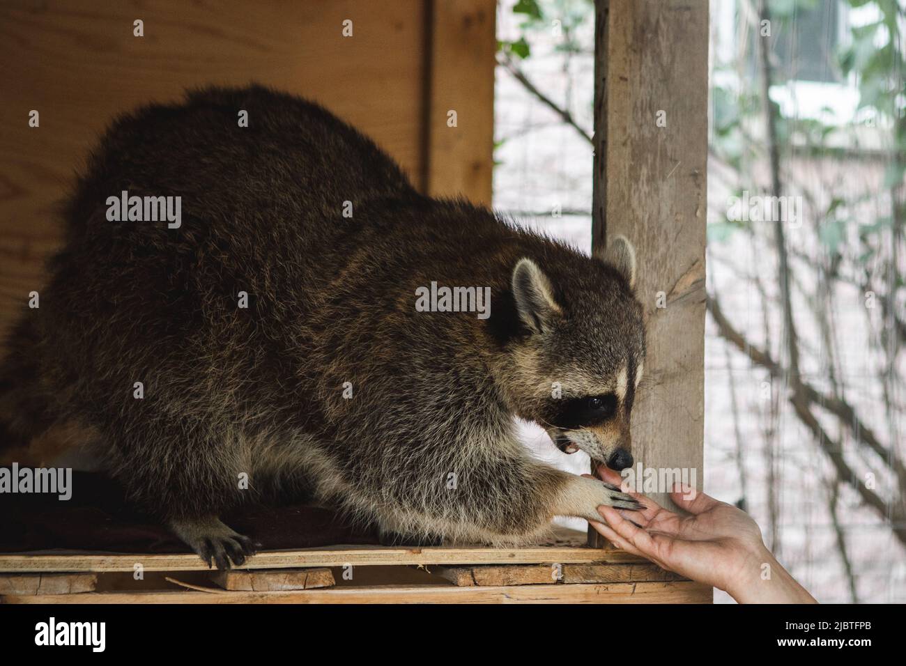 Animal control raccoon hi-res stock photography and images - Alamy