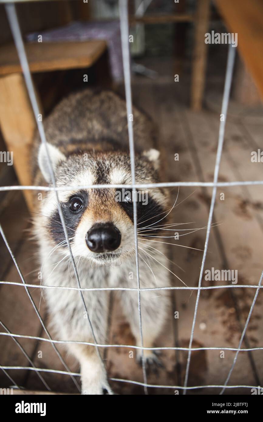 Animal control raccoon hi-res stock photography and images - Alamy