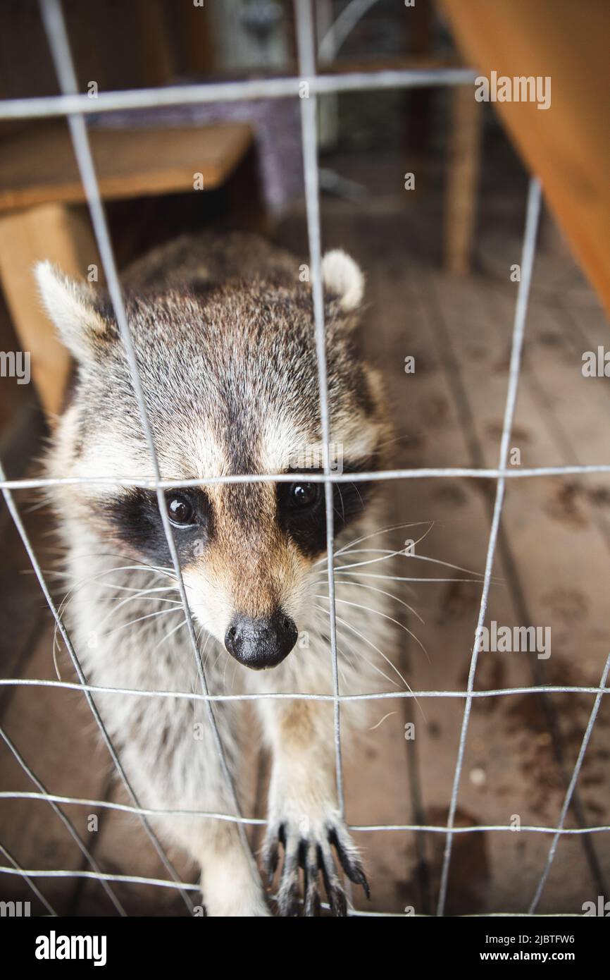 Animal control raccoon hi-res stock photography and images - Alamy
