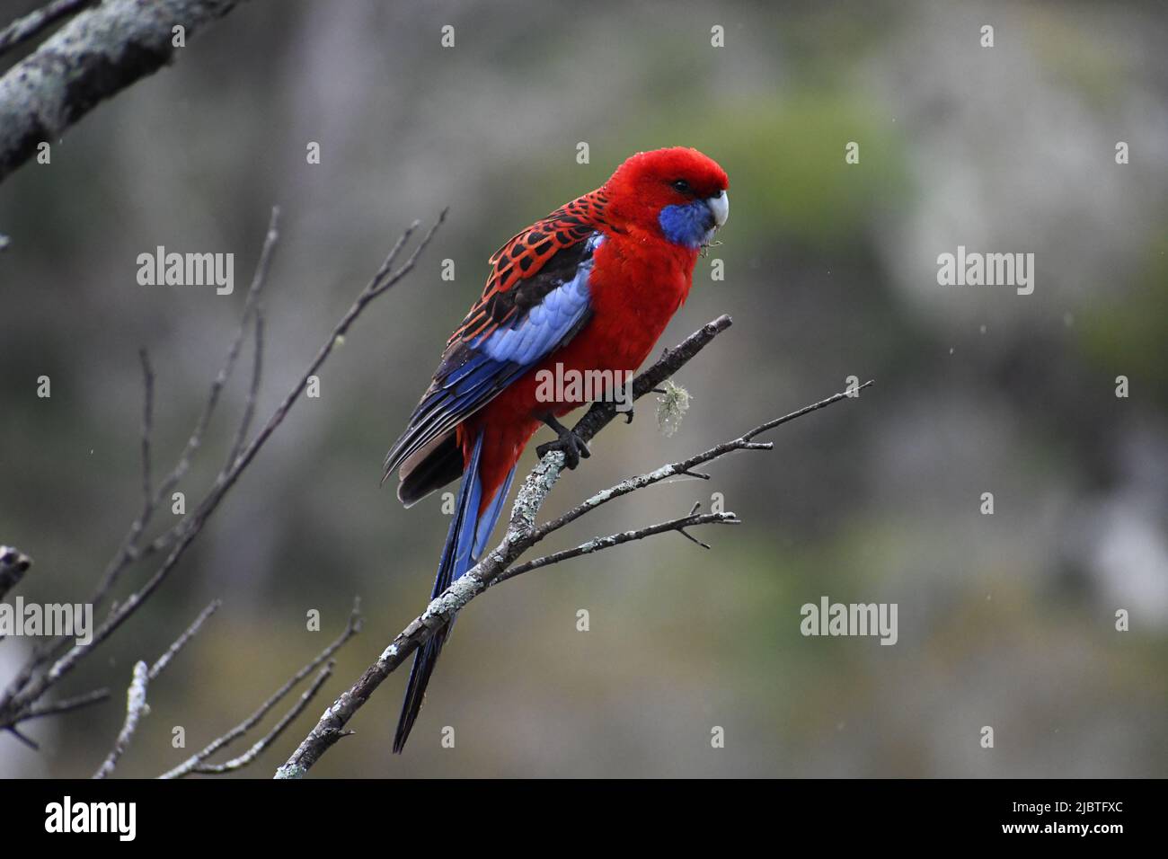 Crimson Rosella parched on a tree beautifully after the hailstorm is ...
