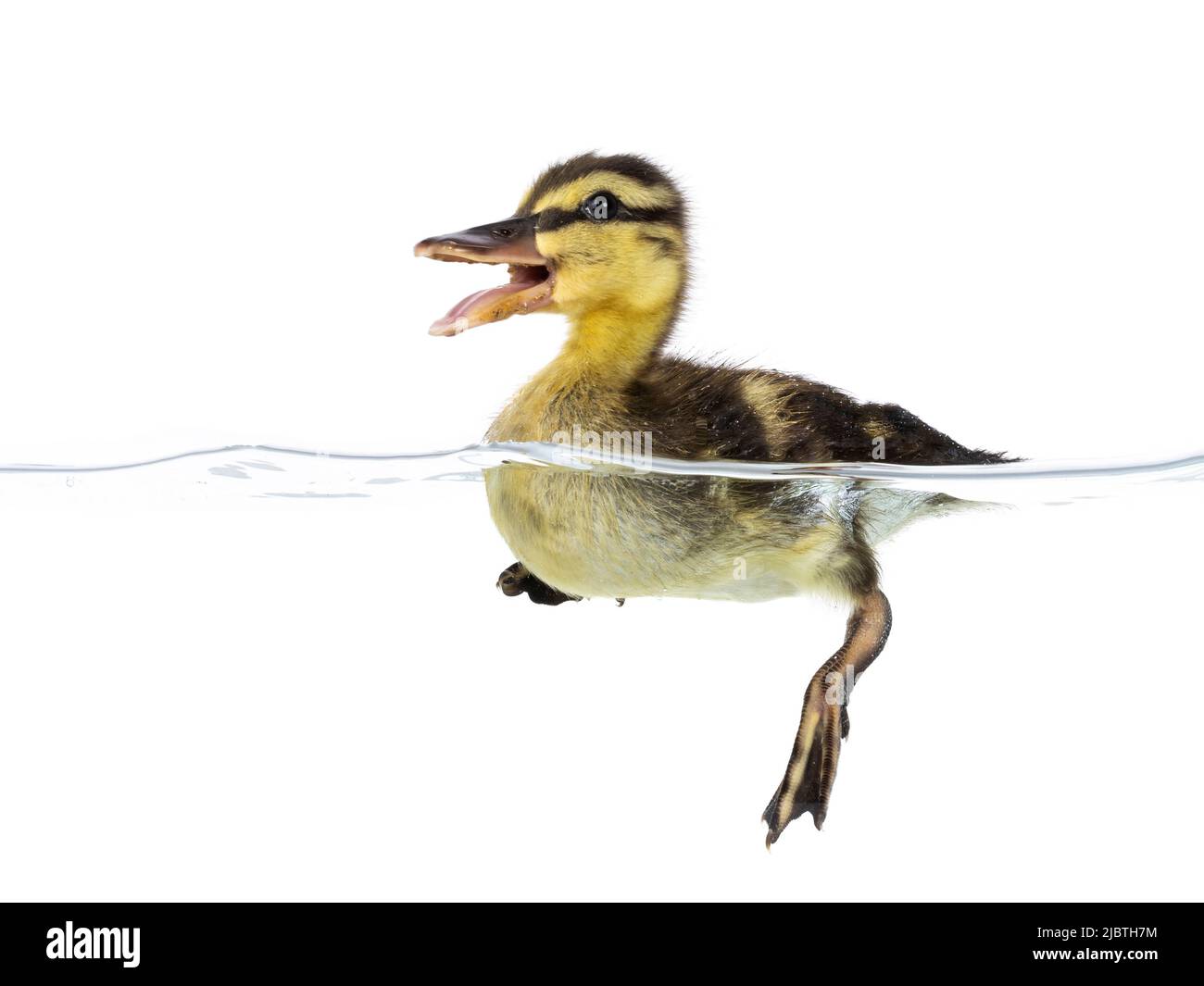 Cute little duckling having fun in water. Duckie having fun ...