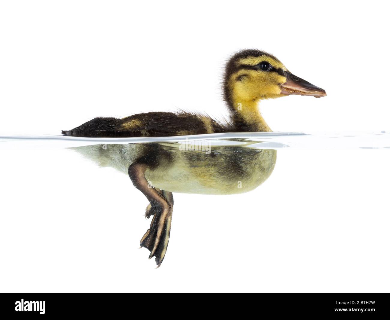 Cute little duckling swimming in water. Duckie having fun. Photographed ...