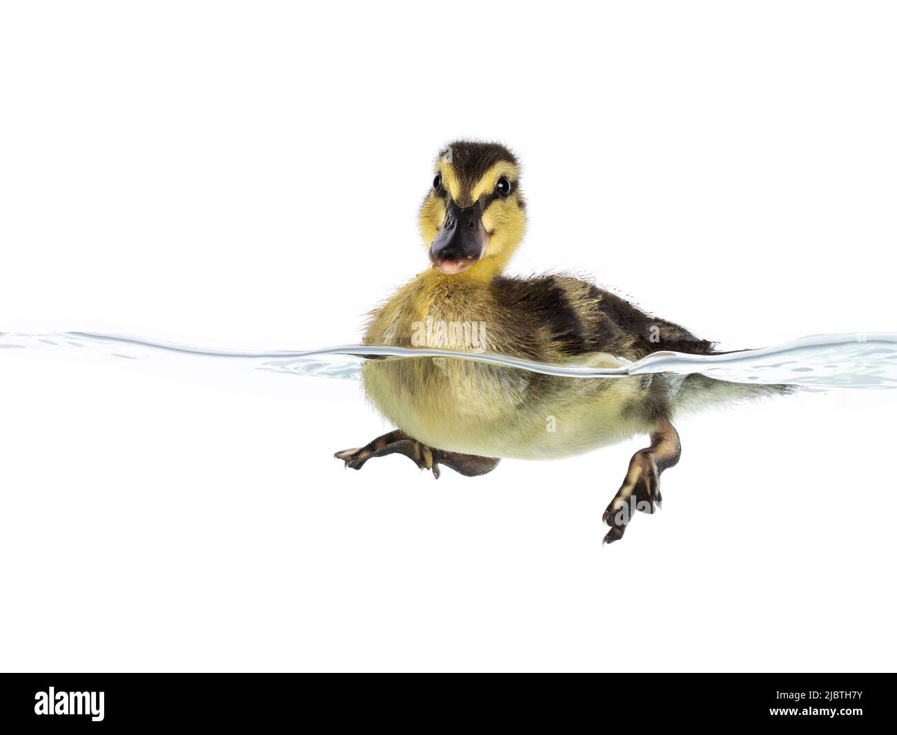 Cute little duckling swimming in water. Duckie having fun. Photographed ...