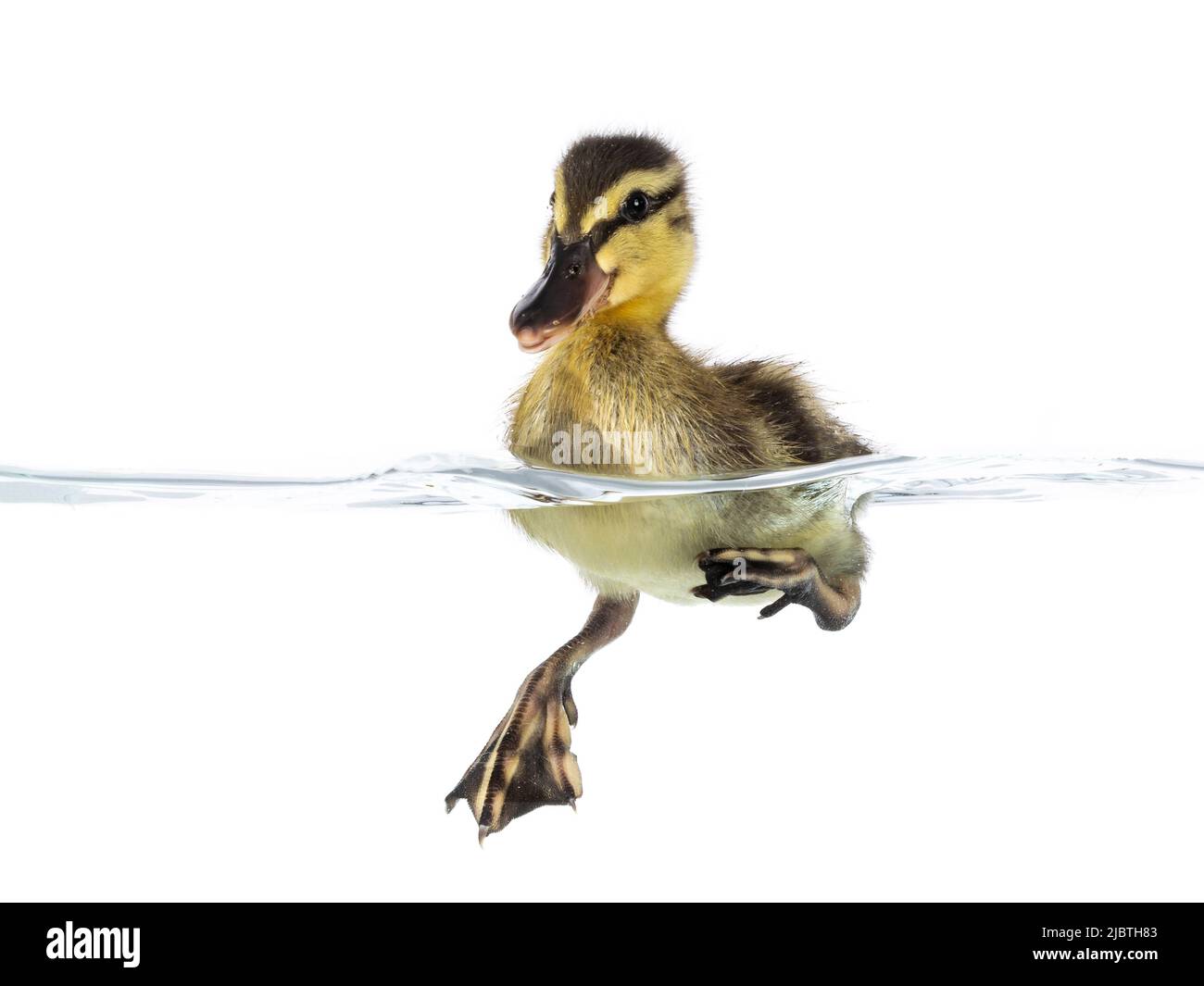 Cute little duckling swimming in water. Duckie having fun. Photographed ...