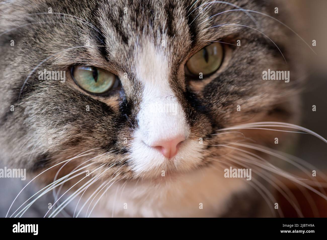 Cat watching interested hi-res stock photography and images - Alamy