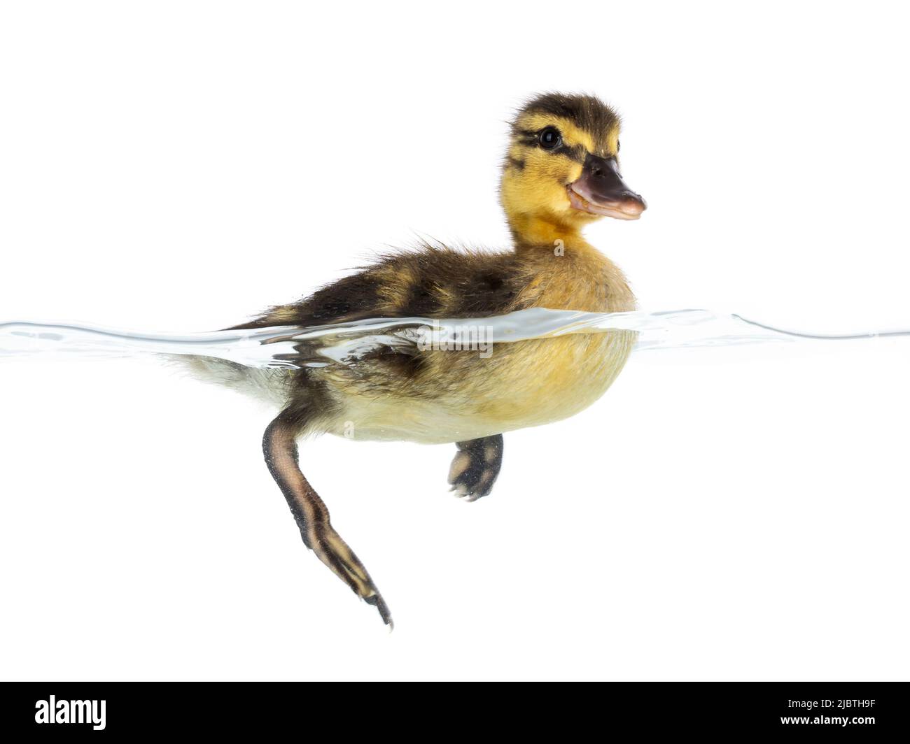 Cute little duckling swimming in water. Duckie having fun. Photographed ...