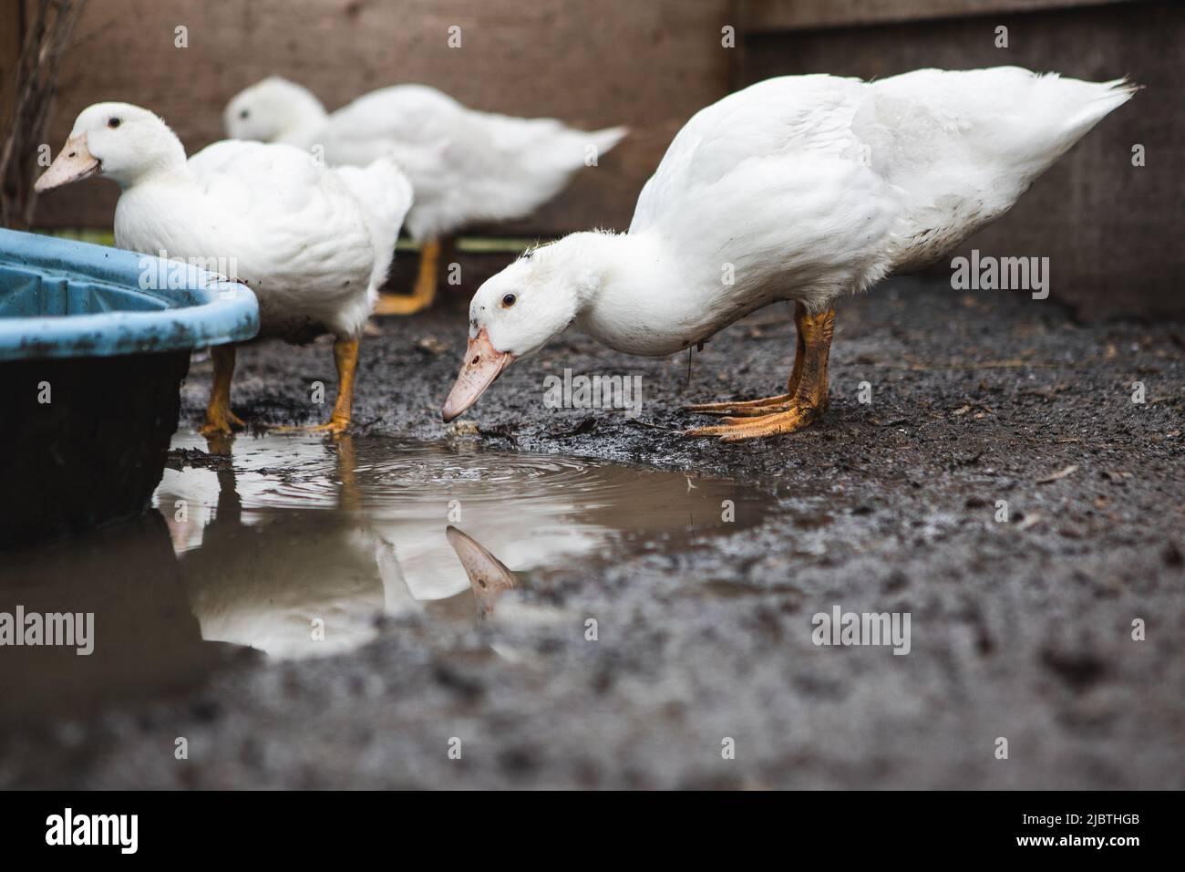 Rescue farm hi-res stock photography and images - Alamy