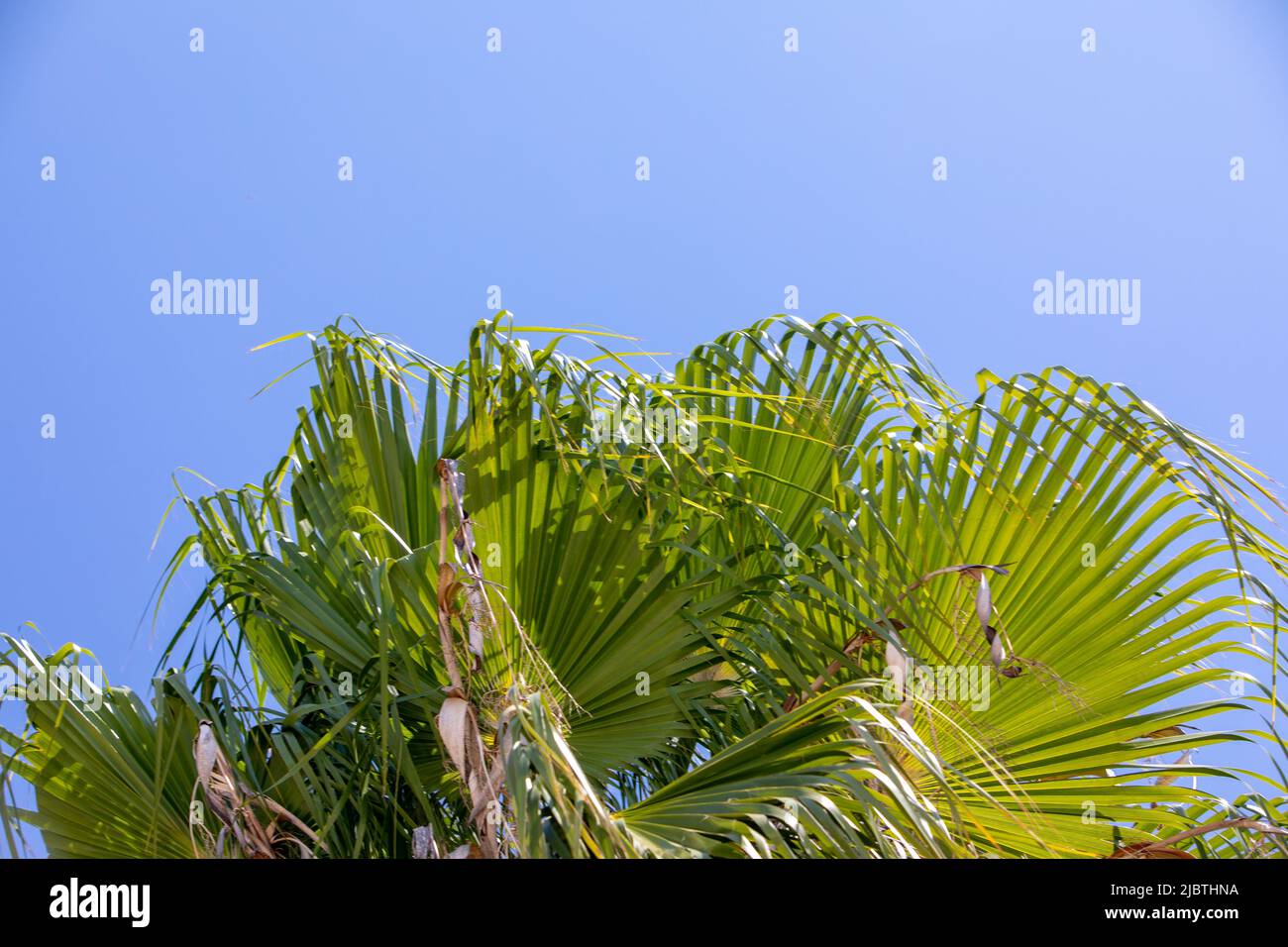 palm tree sky background copy space Stock Photo - Alamy