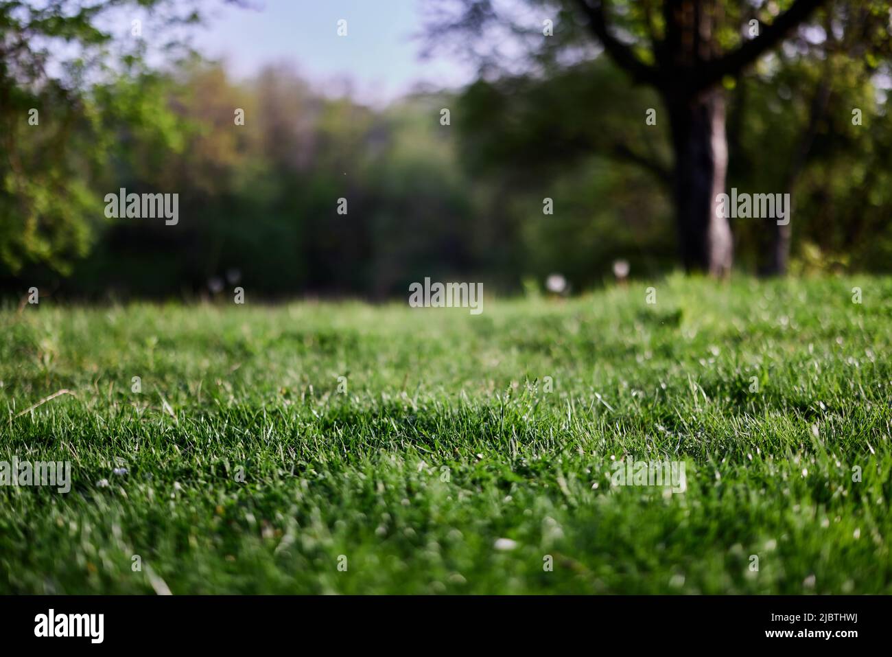 Green grass desktop screensaver, ecology and care for the environment ...