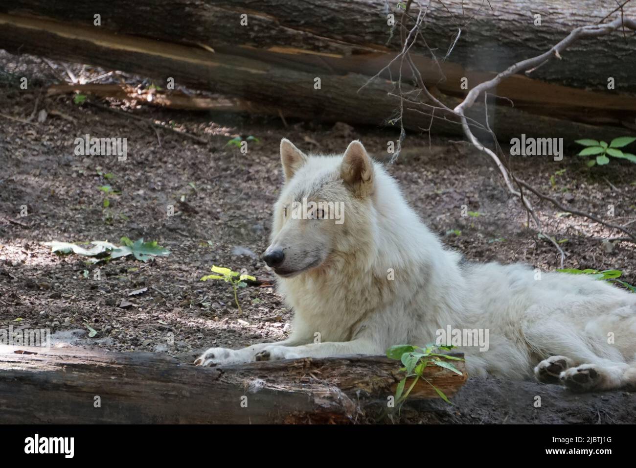 Arctic wolf at the zoo Stock Photo - Alamy
