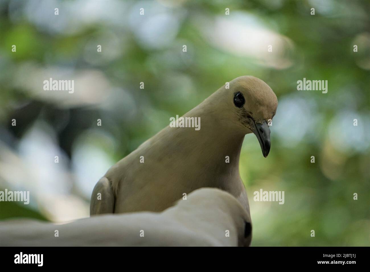 Dove animal hi-res stock photography and images - Alamy
