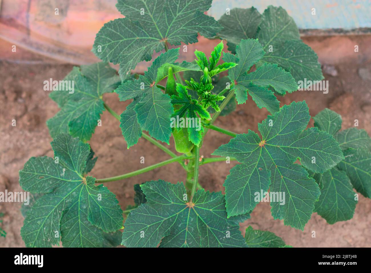 Ochro hi-res stock photography and images - Alamy