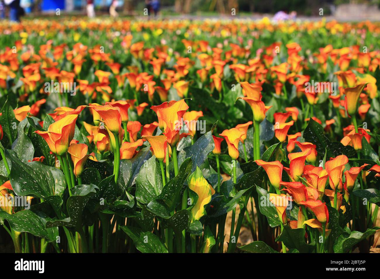 Ornamental lilies in full bloom hi-res stock photography and images - Alamy