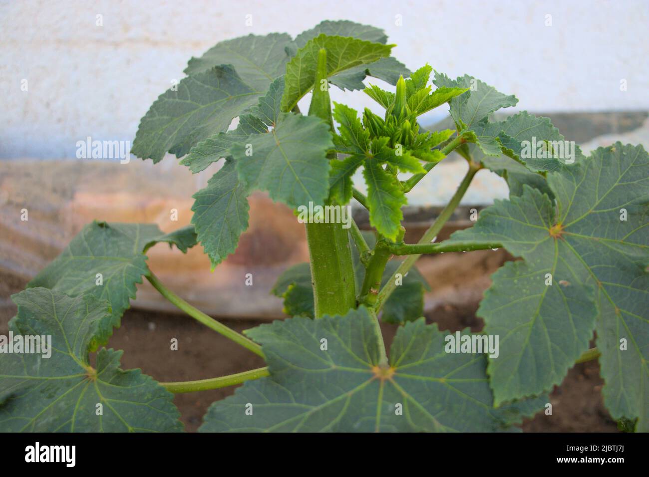 Ochro hi-res stock photography and images - Alamy