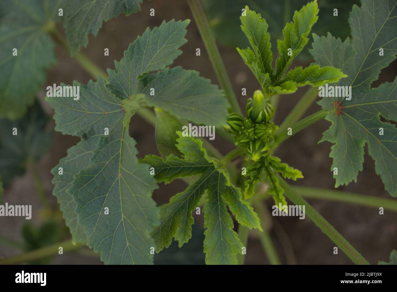 Okra or Okro or ochro or ladies' fingers plant Stock Photo - Alamy