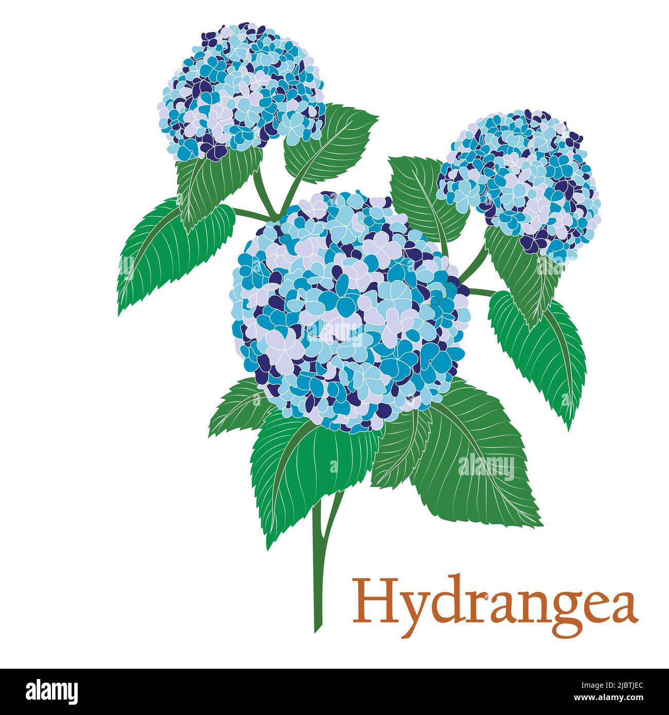Hydrangea. Illustration of a plant in a vector with flowers for use in ...