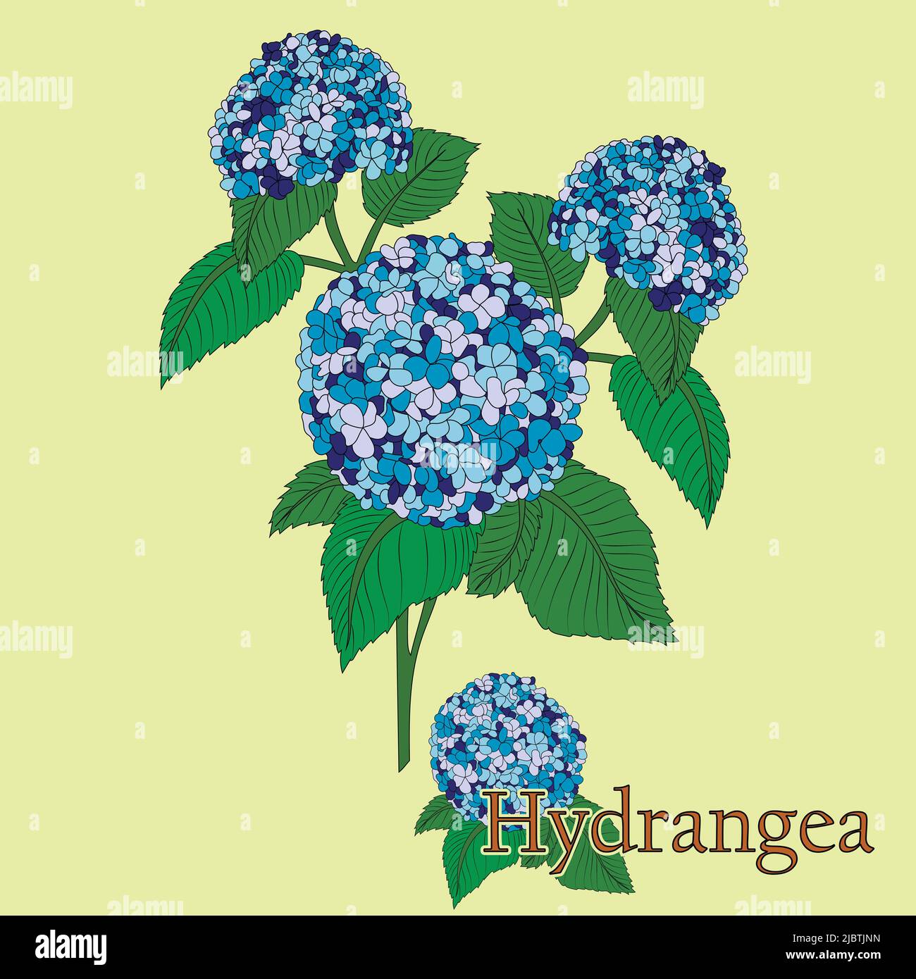Hydrangea. Illustration of a plant in a vector with flowers for use in ...