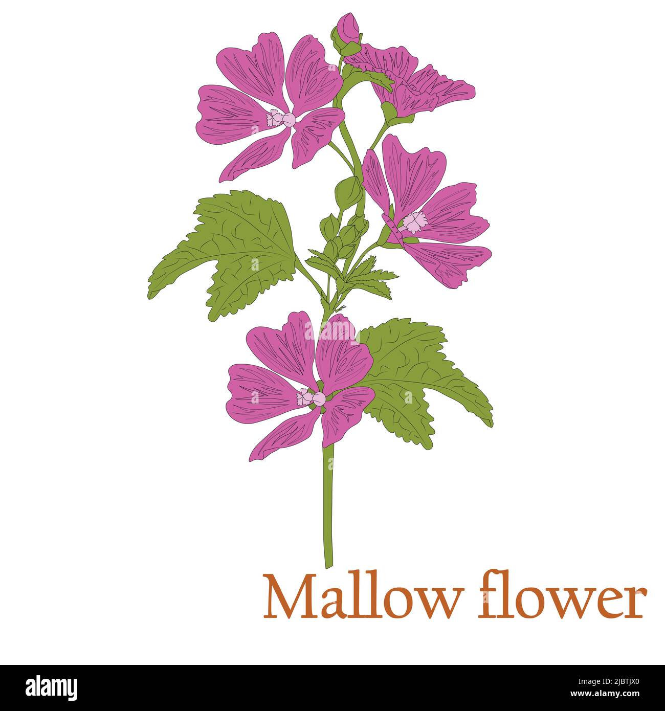 Healthy flower tea in Stock Vector Images - Alamy