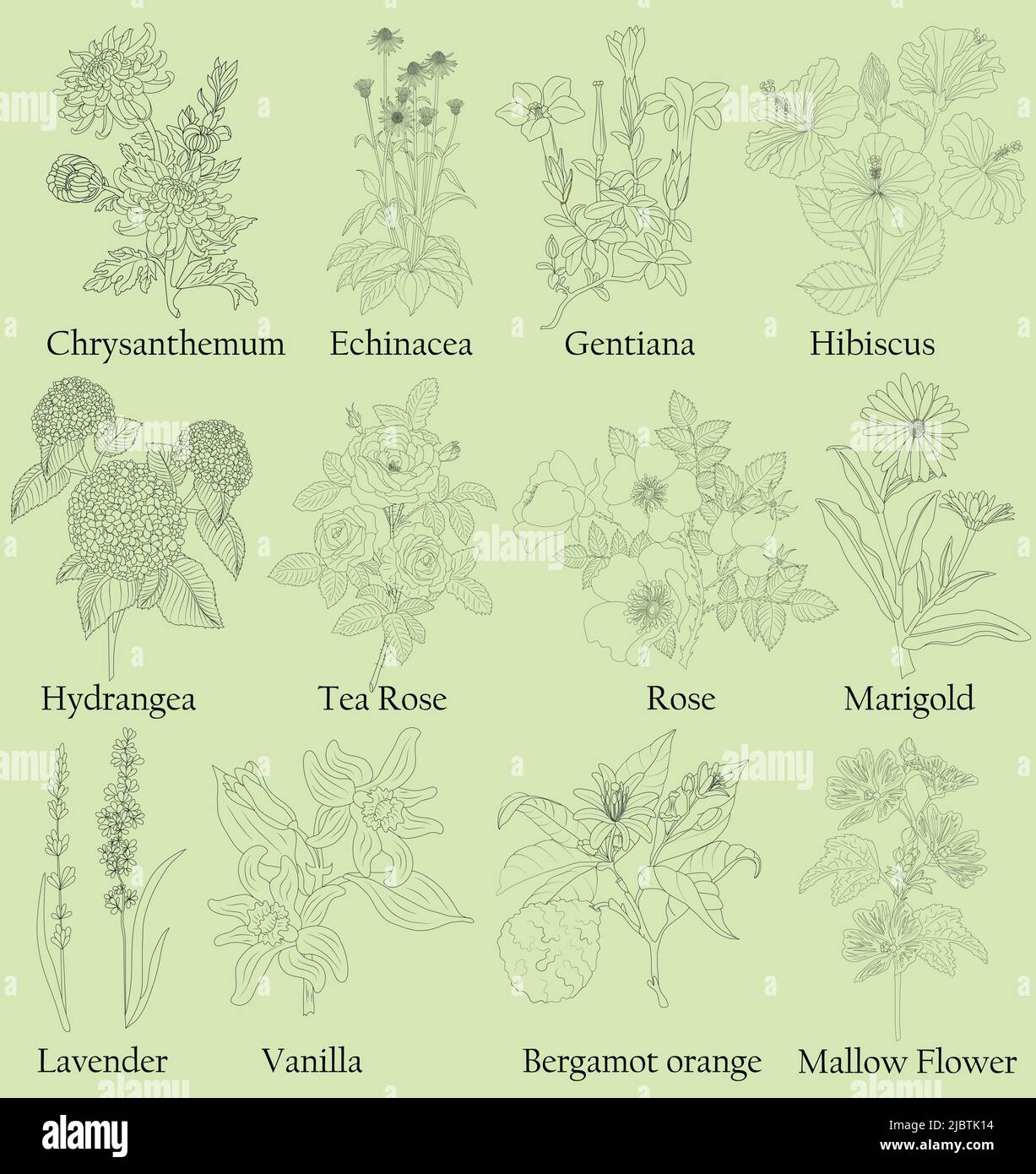 Herbal. Illustration of a plants in a vector with flower for use in ...