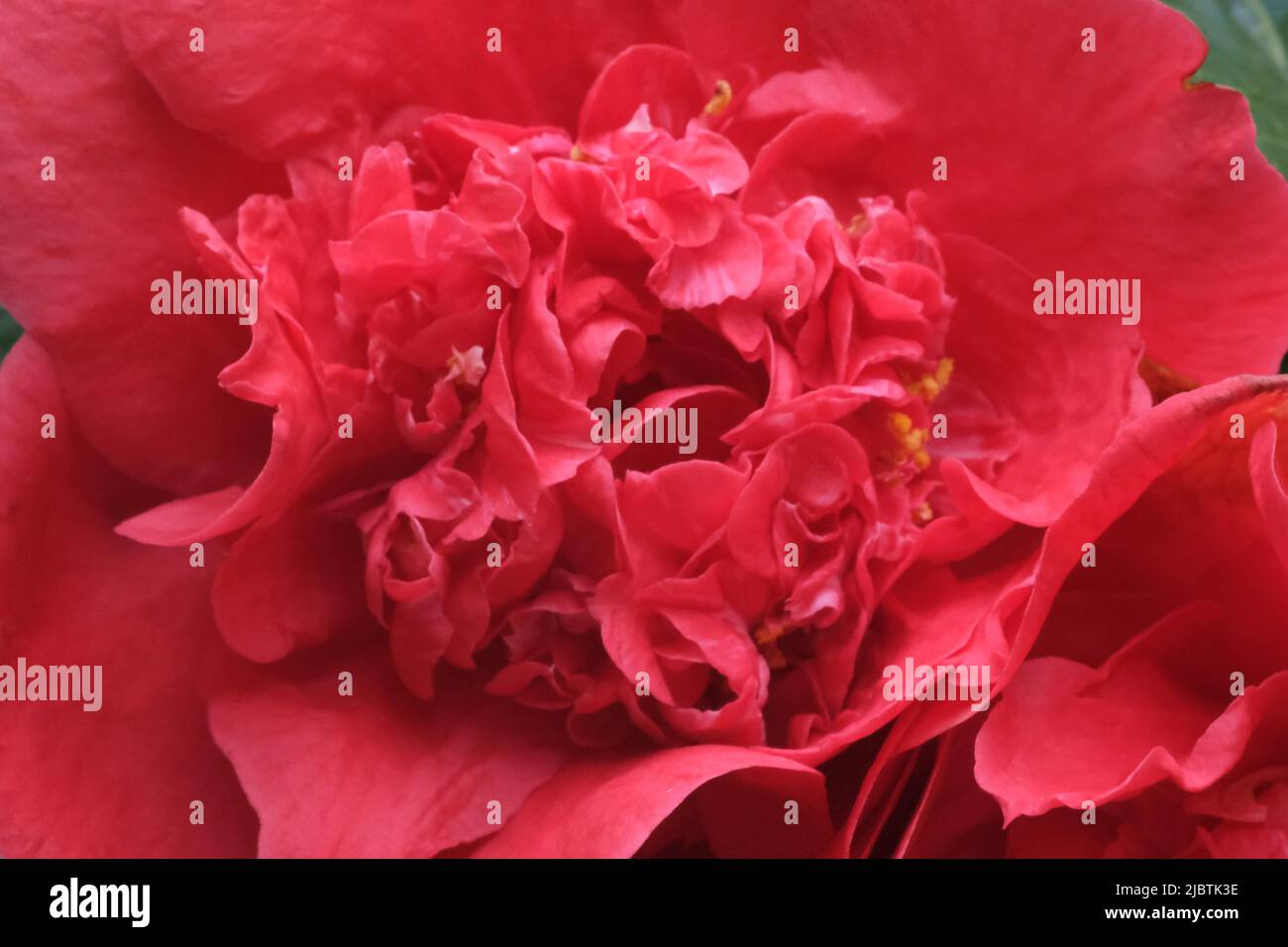 Bright red flower of camellia, petal close up. Pink fresh camellia ...