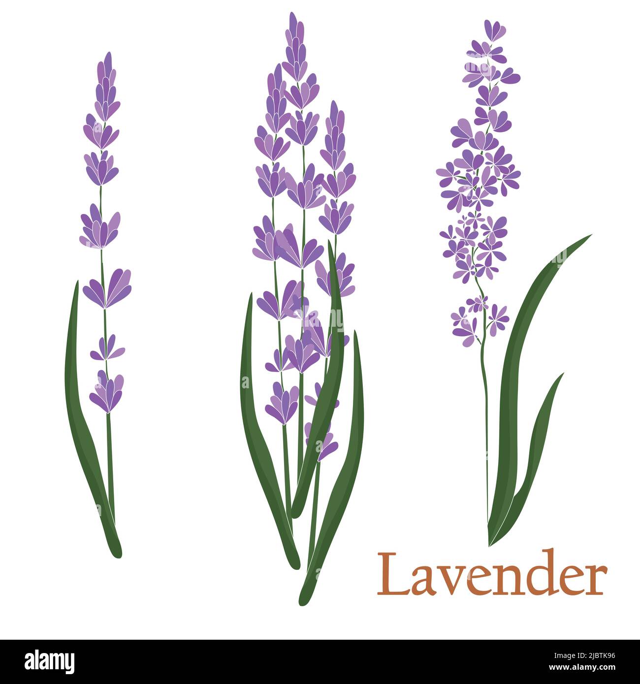 Lavender Illustration Vector