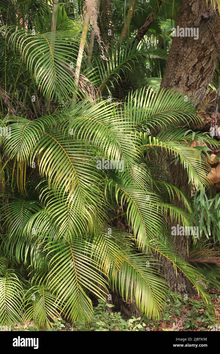 Lush tropical plants growing in the hot jungle Stock Photo - Alamy