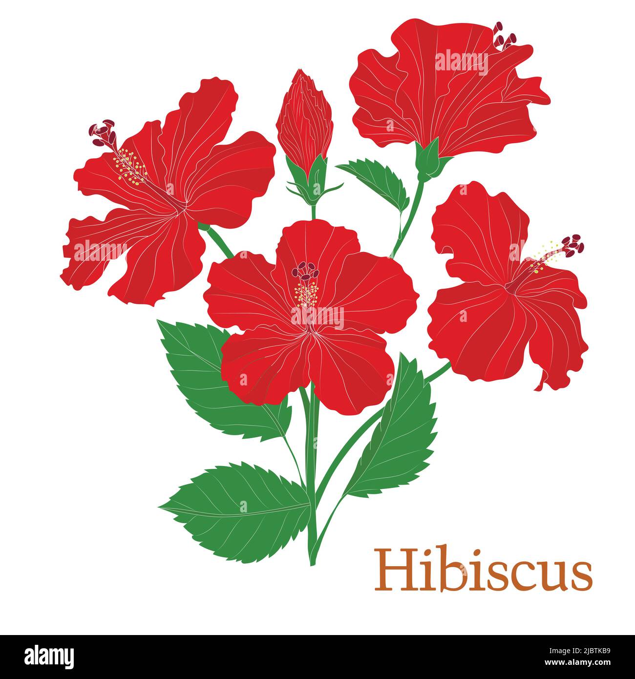 Hibiscus flower plant Stock Vector Images - Alamy
