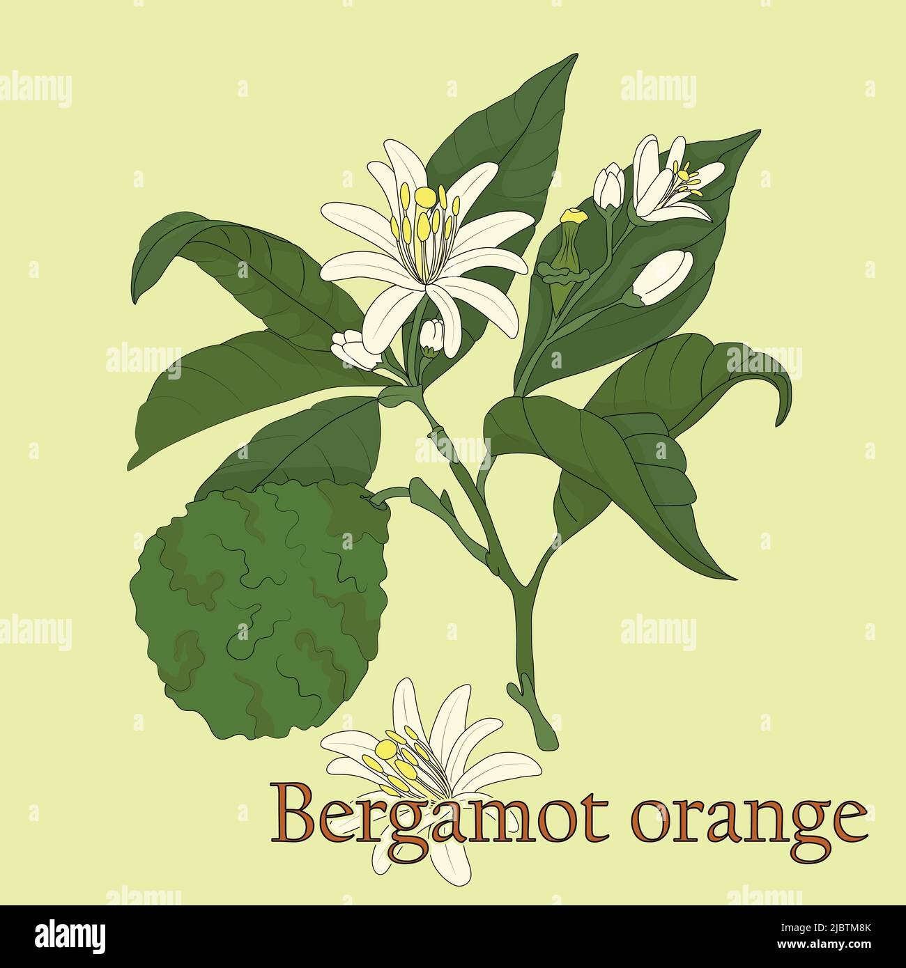 Bergamot plant Stock Vector Images - Alamy