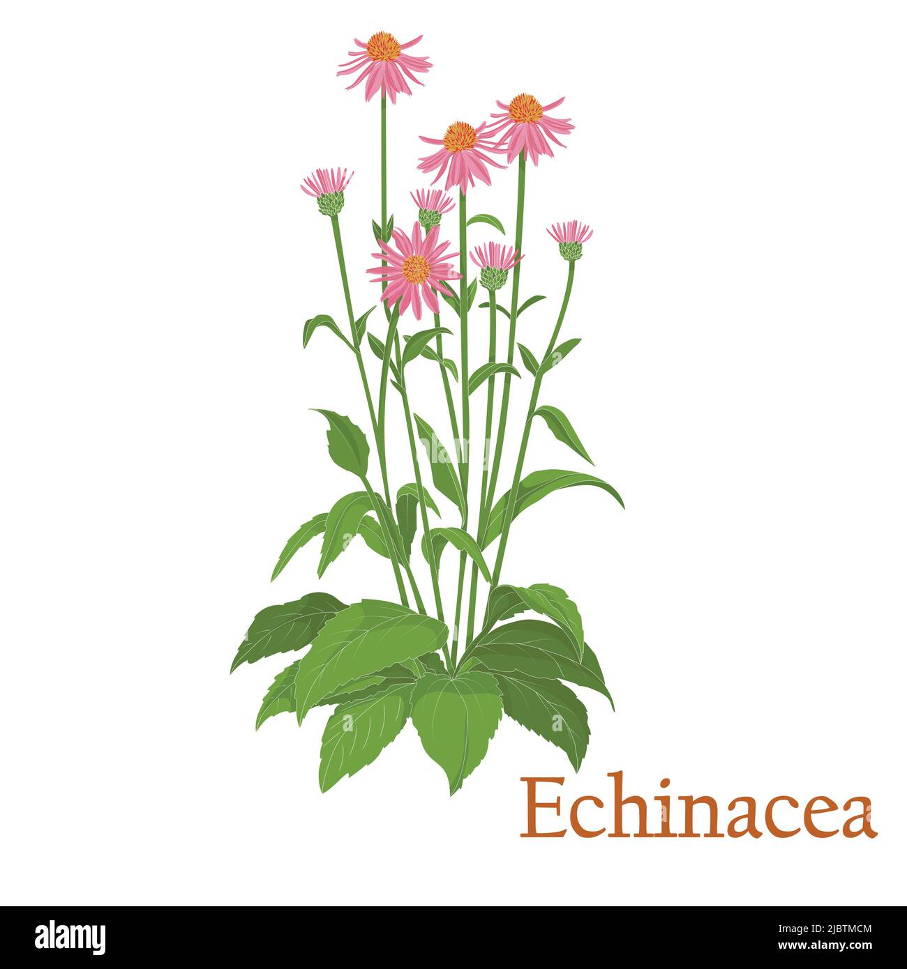 Colorful echinacea Stock Vector Images - Alamy