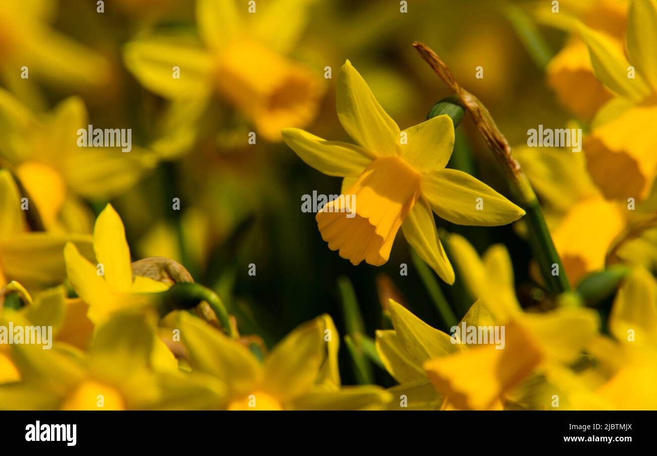 Tete atete daffodils hi-res stock photography and images - Alamy