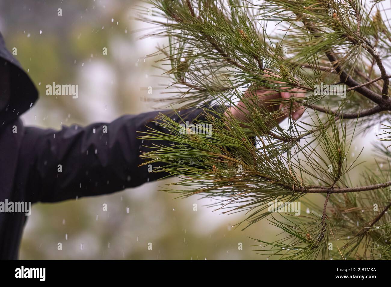Tree branch touching water hi-res stock photography and images - Alamy