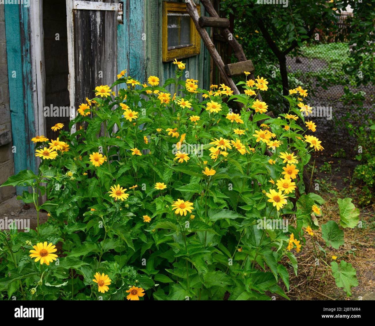 Closeup of blooming yellow heliopsis flowers hi-res stock photography ...